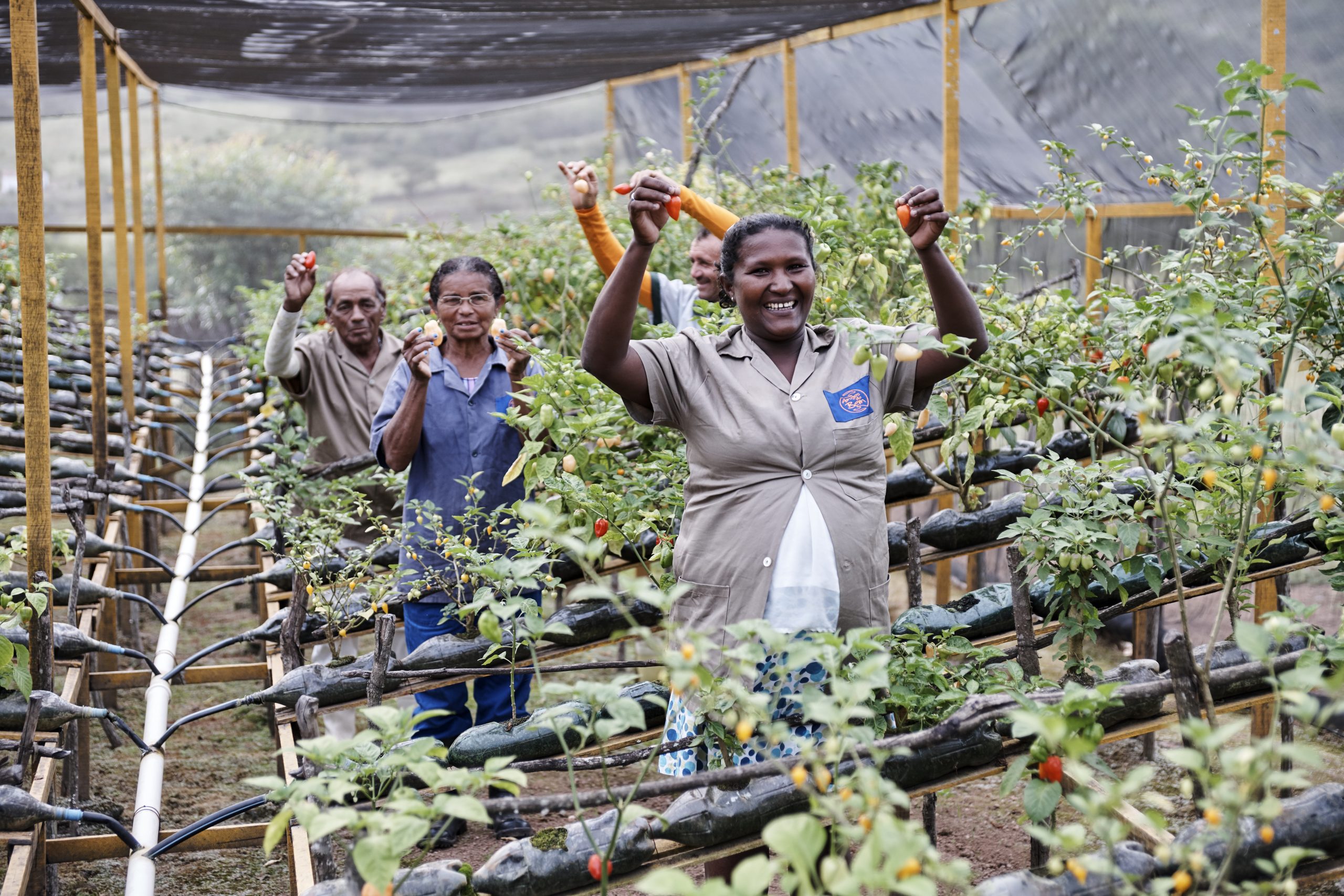 Conheça os 5 benefícios da pimenta - Amigos do Bem